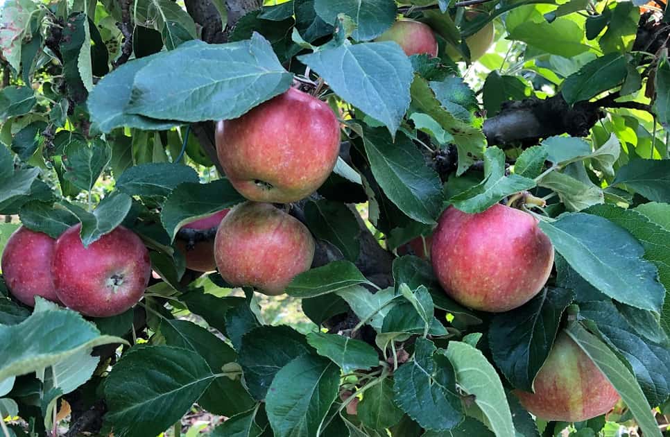 5 gode grunner til å spise mer epler